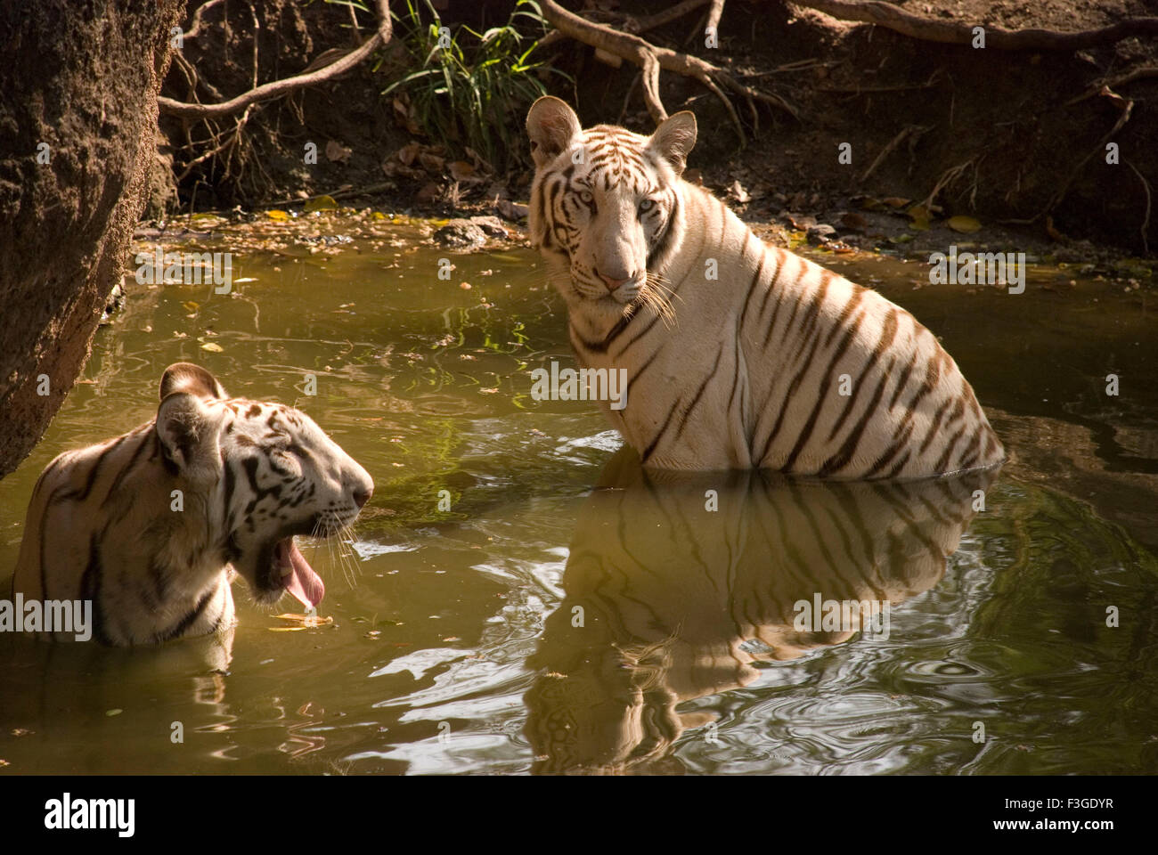White tiger, bleached tiger, animal, leucistic pigmentation, Bengal ...