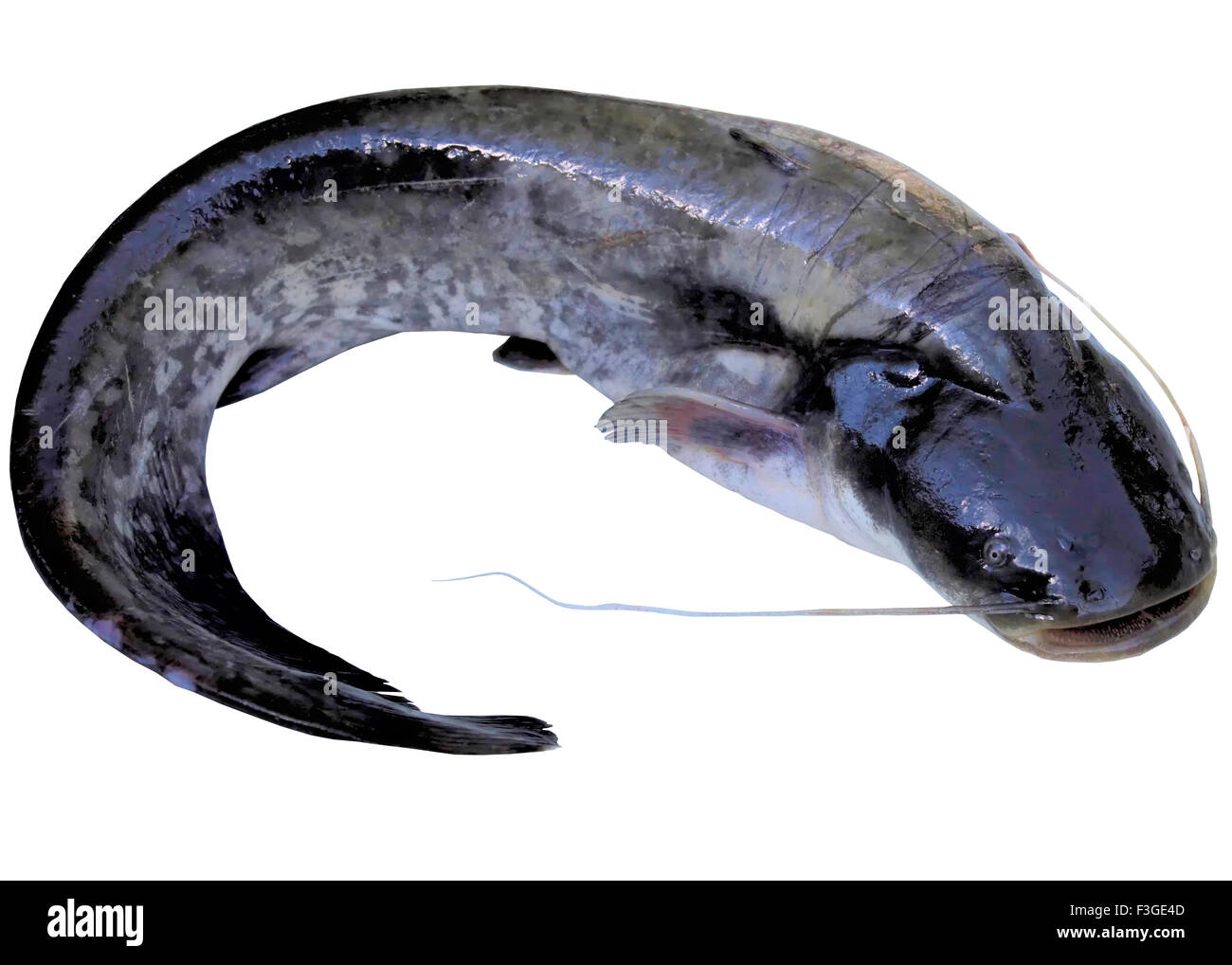 Catfish, isolated, wet, som, leisure, mustache, preparation, activity ...