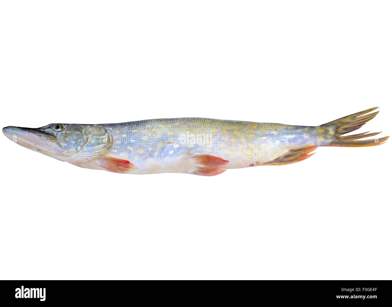 Pike, fish, closeup, isolated, photo, white, horizontal, freshwater ...