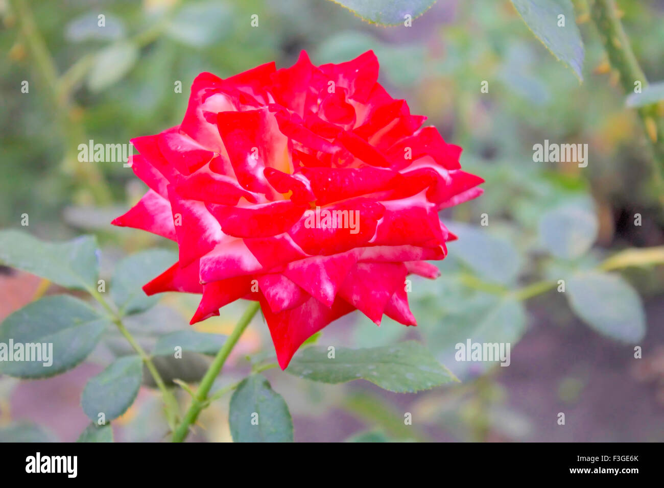 Debutante roses hi-res stock photography and images - Alamy