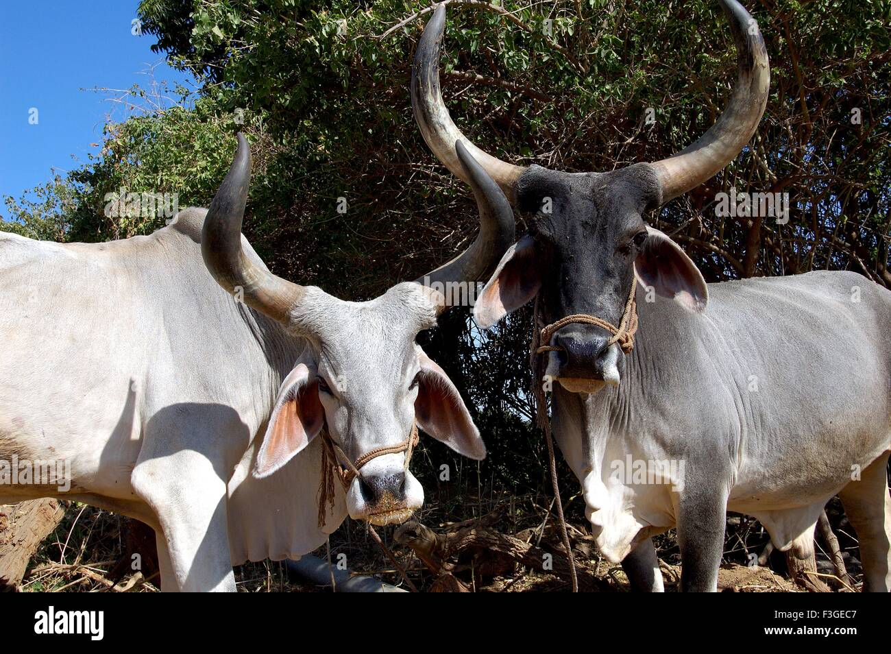 Village general pictures ; pair of bullocks ; Gujarat ; India Stock ...