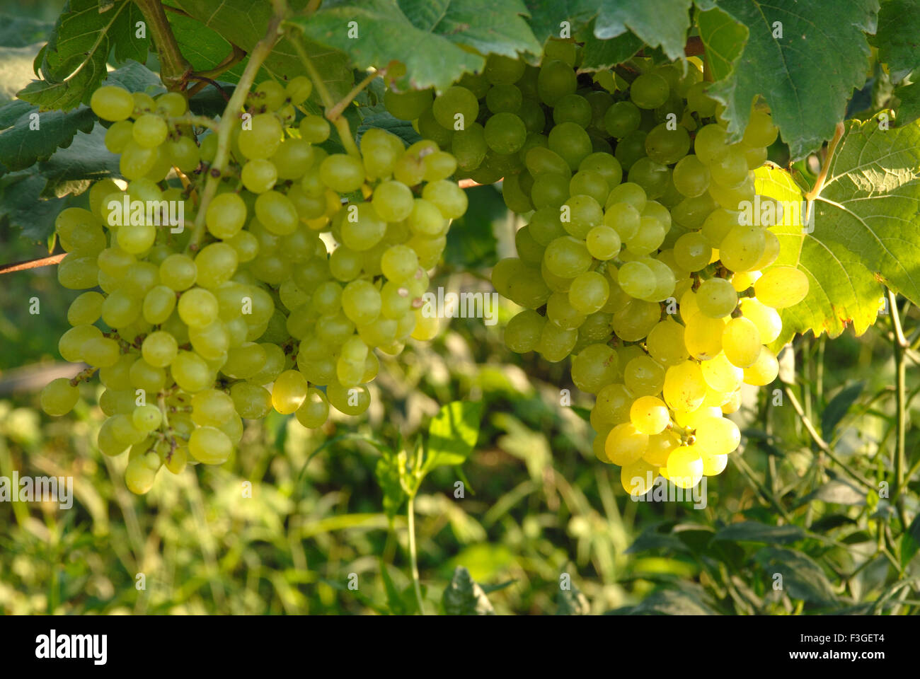 Healthy fruit hanging sangli maharashtra hi-res stock photography and ...