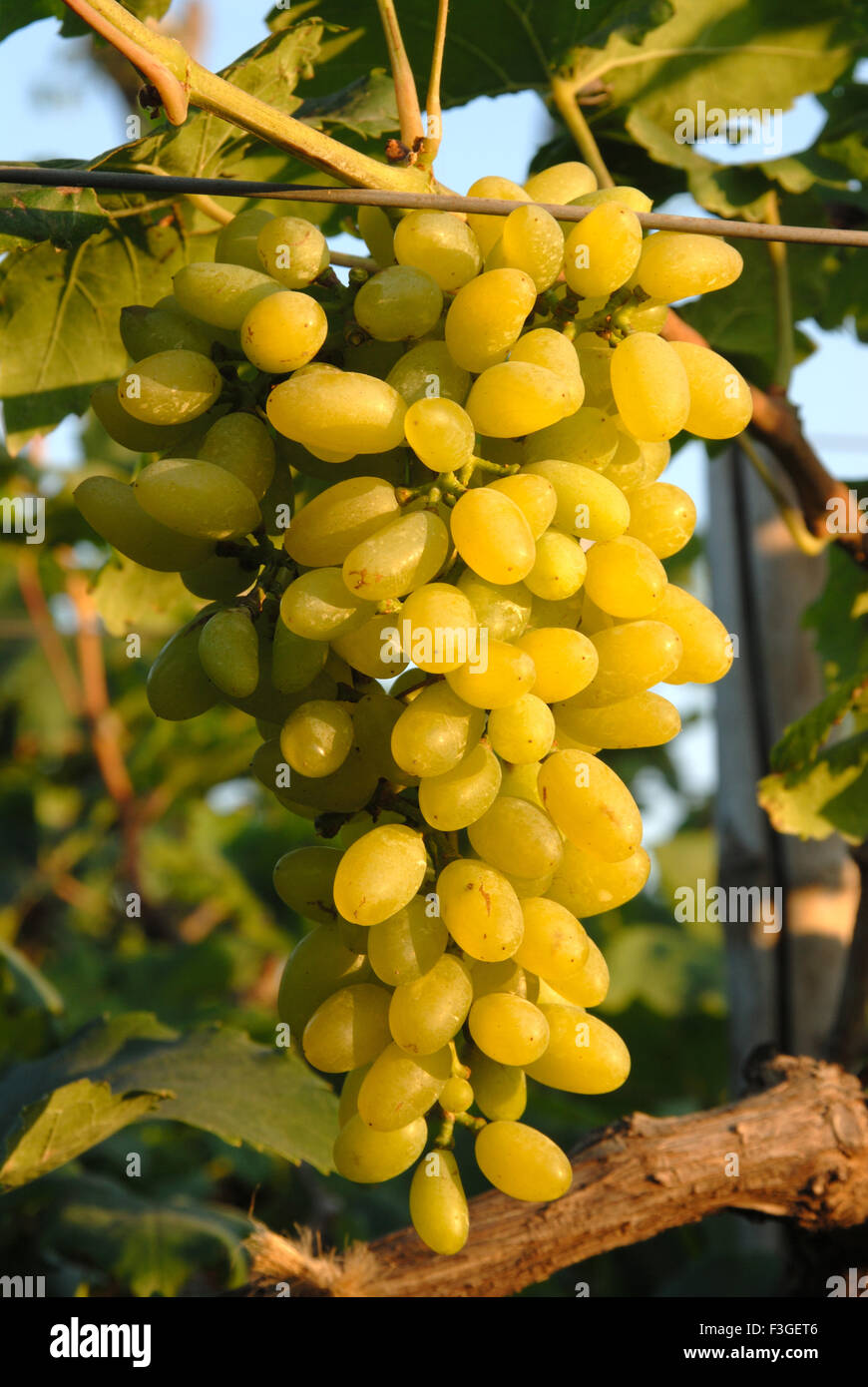 Angoor hi-res stock photography and images - Alamy