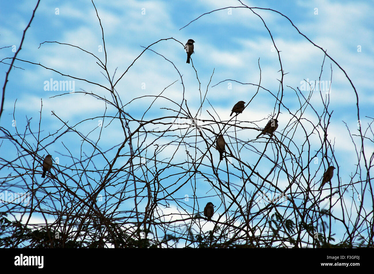 Indian bird on trees hi-res stock photography and images - Alamy