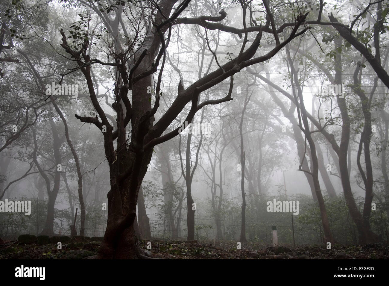 View of forest in Monsoon Season on Hill station ; Matheran ...