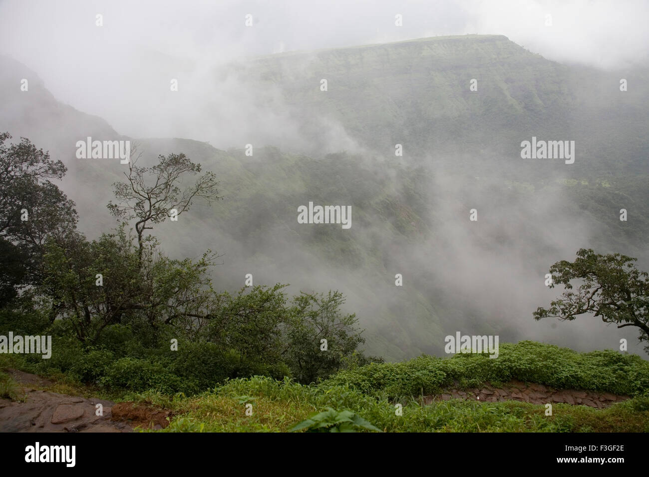 Monsoon raining wildlife hi-res stock photography and images - Alamy