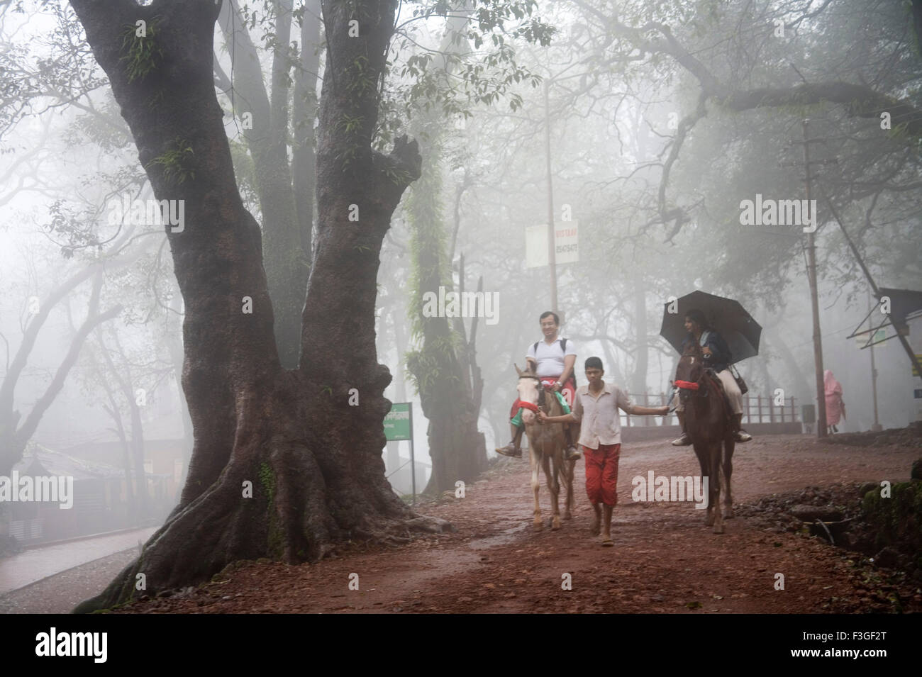 Horses walking early morning hi-res stock photography and images - Alamy