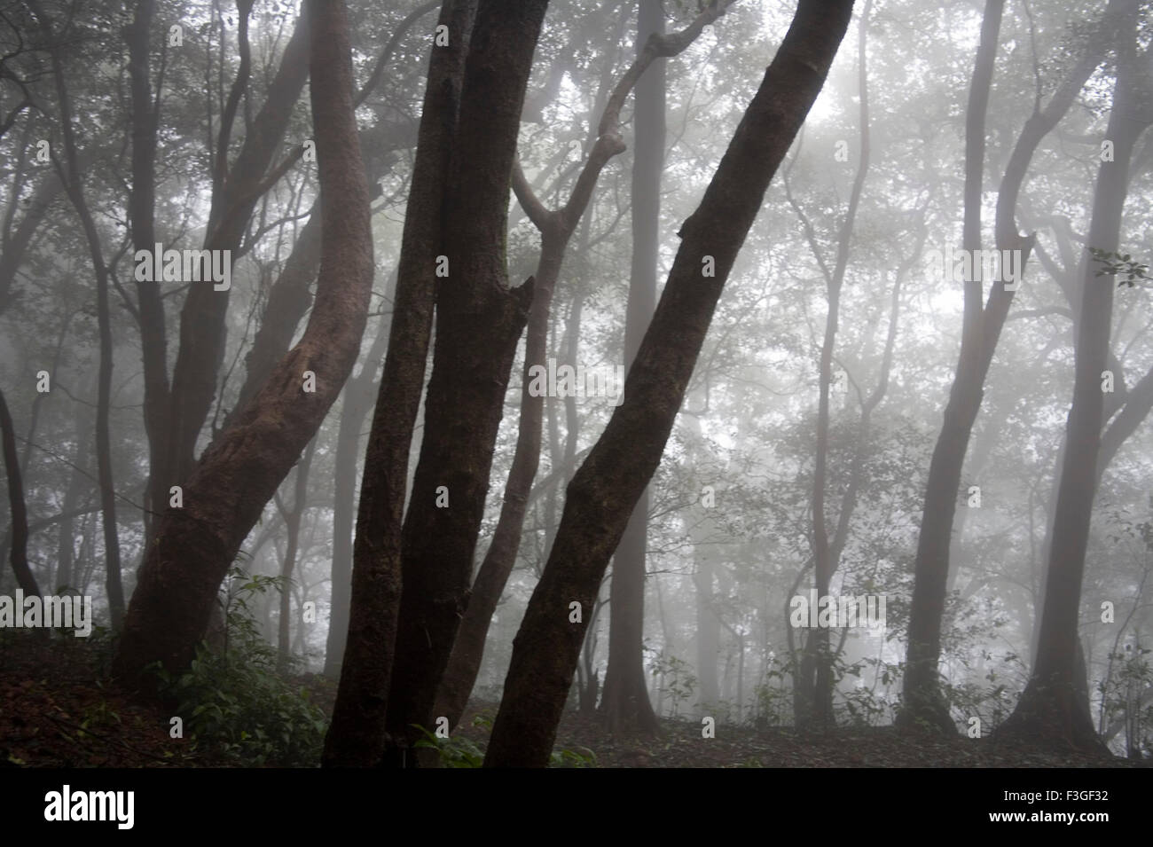 View of forest in Monsoon Season on Hill station ; Matheran ...