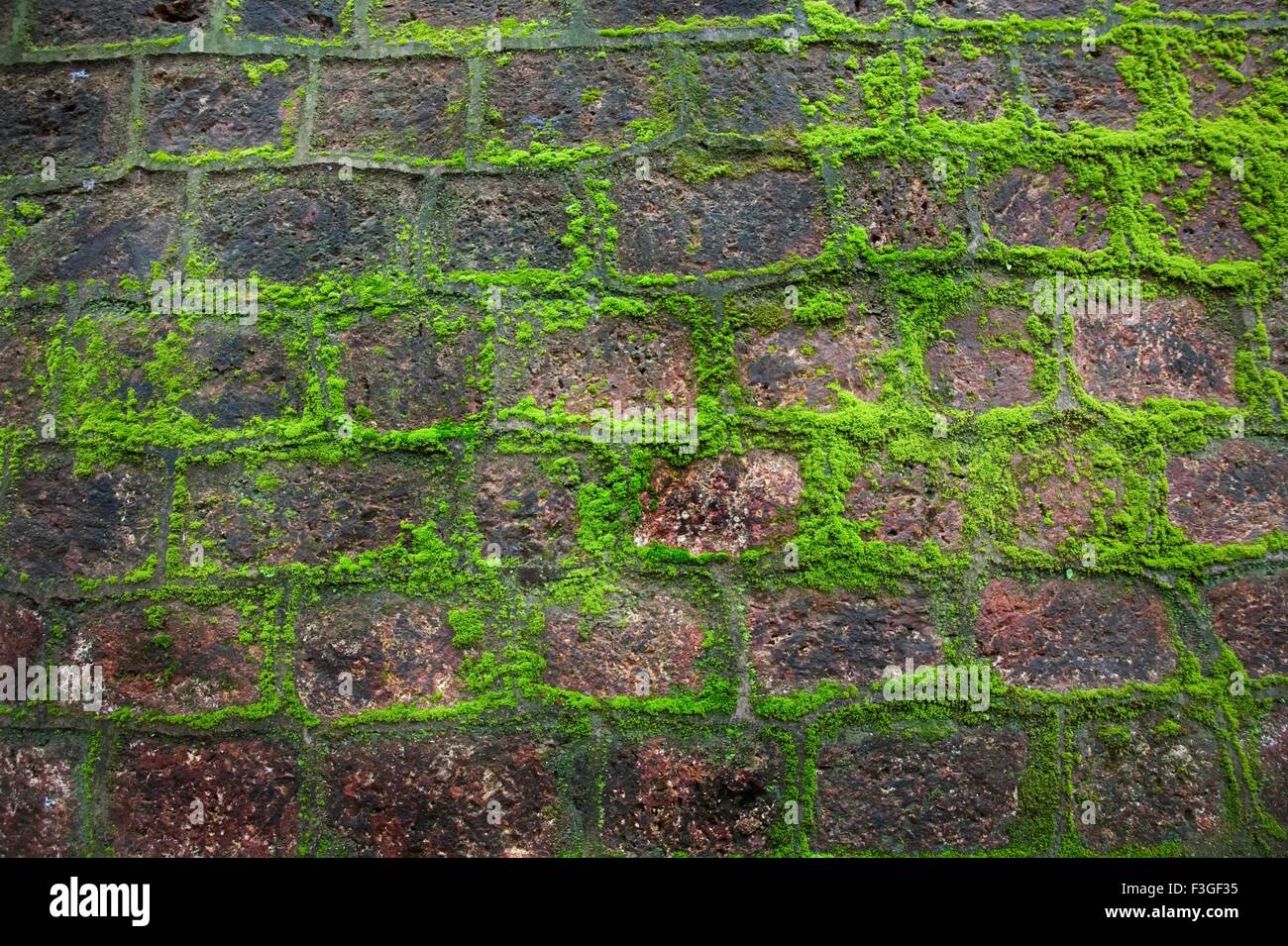 Monsoon ; moisture ; green moss on the wall ; Matheran ; Maharashtra ...