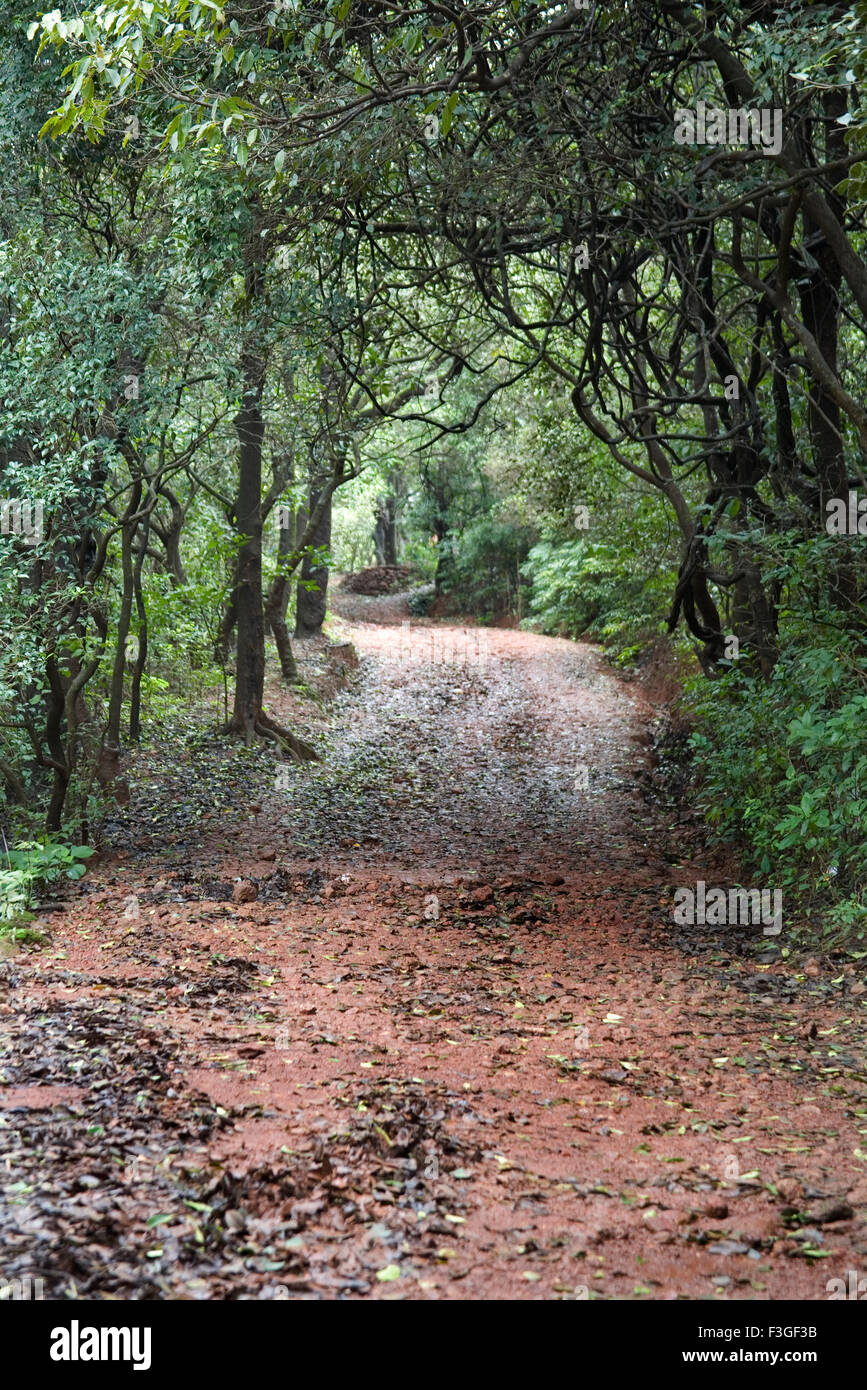 View of forest in Monsoon Season on Hill station ; Matheran ...