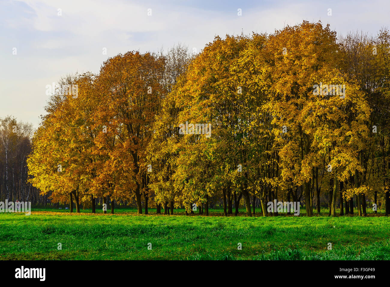 Autumn Landscape in Park with Multicolored Trees on Meadow with Green ...