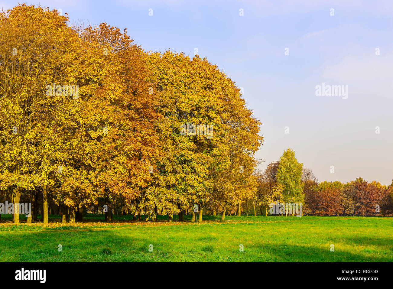 Branchy trees hi-res stock photography and images - Alamy