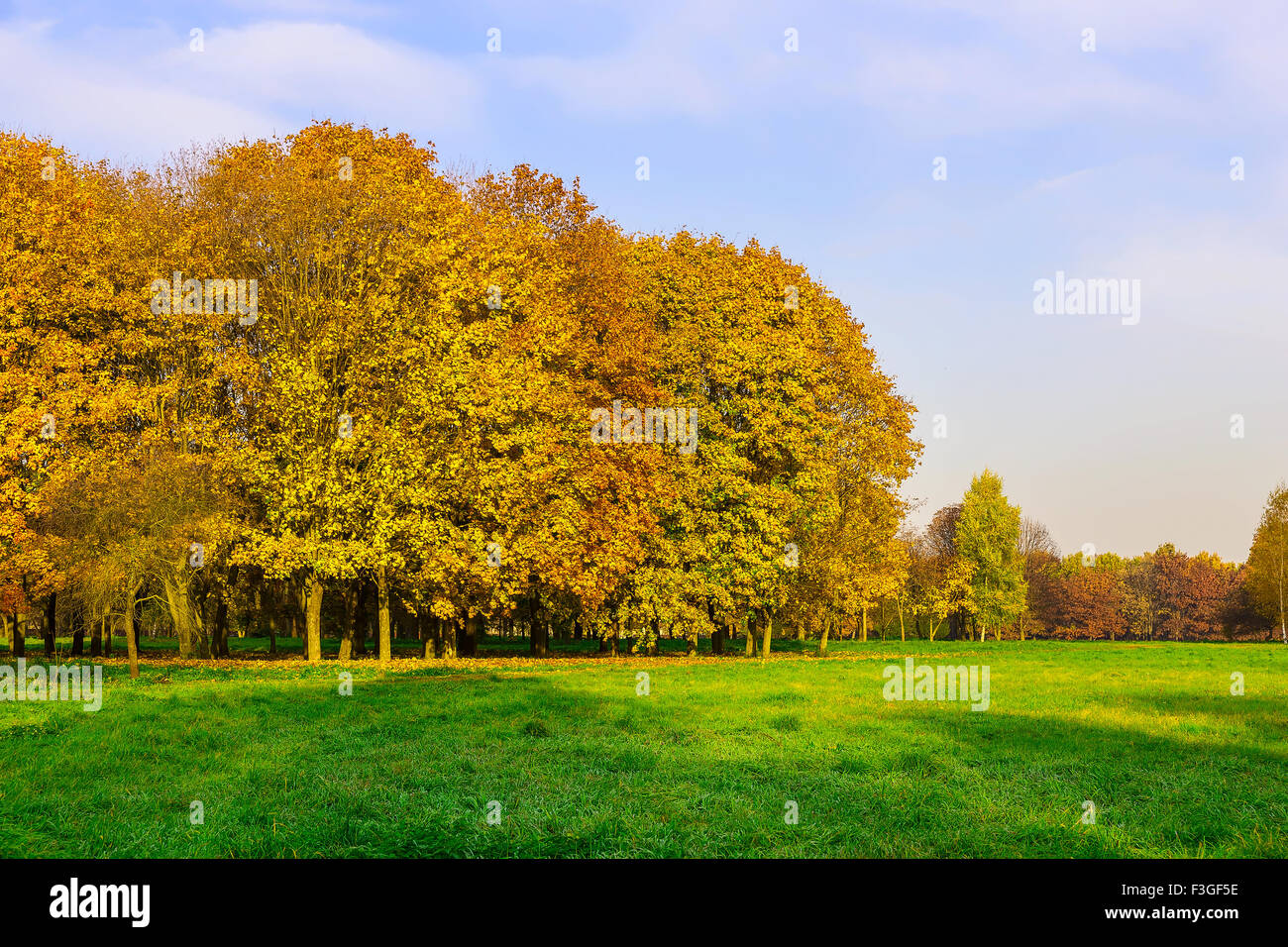 Autumn Scenery of Colorful Trees and Green Meadow in Sunlight in Park ...