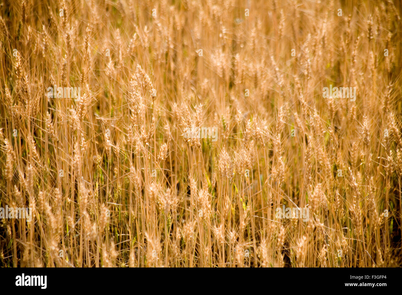 Wheat field ; Himalaya ; Nagthat ; Uttaranchal ; India Stock Photo - Alamy