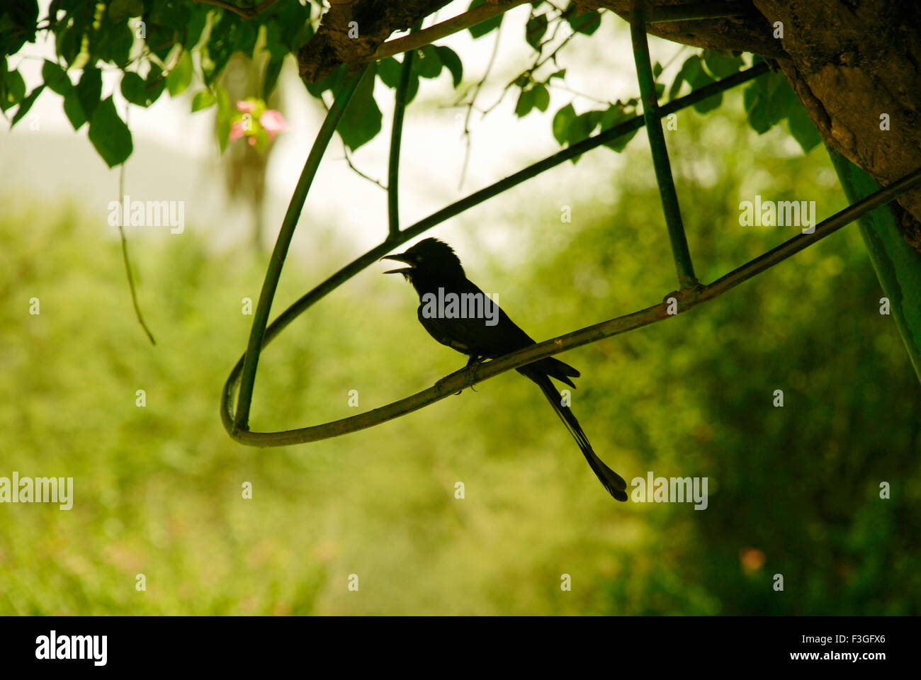 Bird singing ; Bhoj Reservoir Lake ; Badlapur Gaon Lake ; Badlapur ...