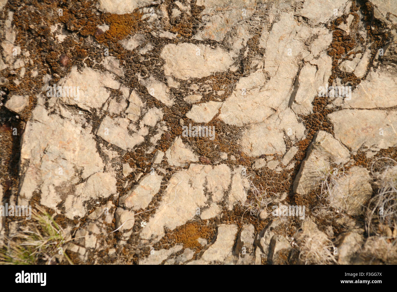 Abstract visual confusion stone ; Himalaya ; Nagthat ; Uttaranchal ...