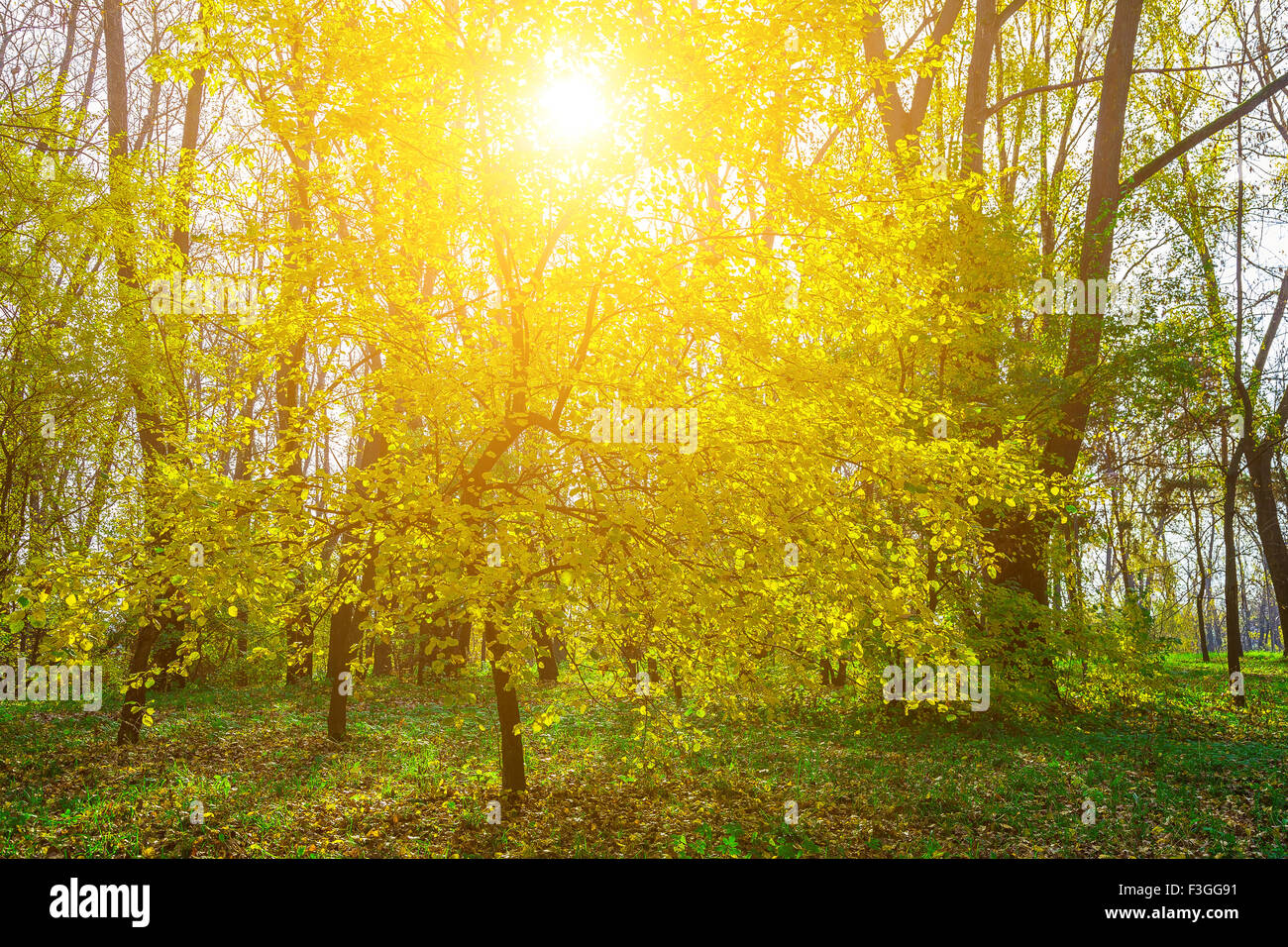 Autumn Yellow Tree and Bright Sun Among Branches with Colorful Trees in ...