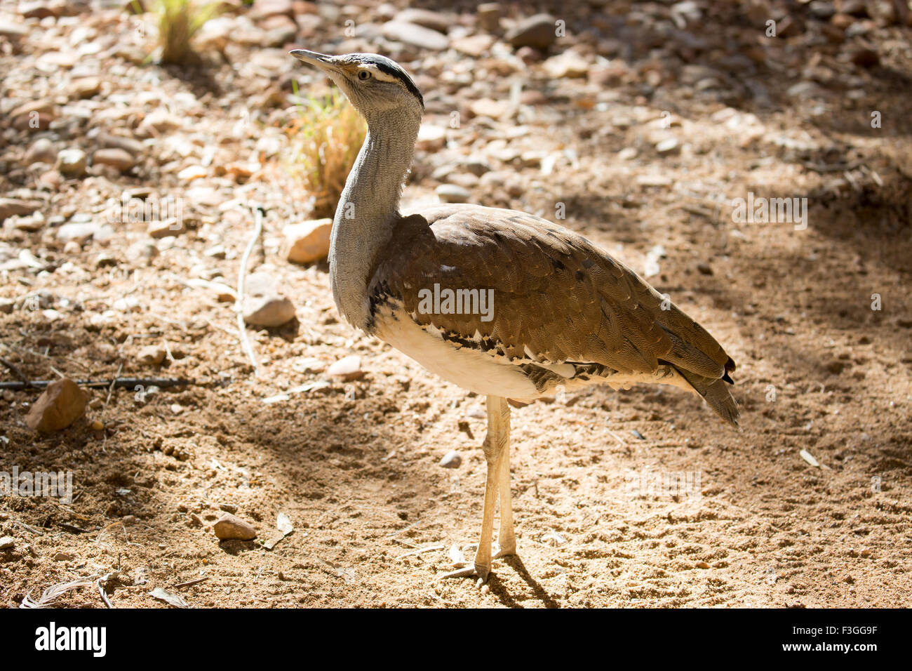 An Australian Bustard, or Bush Turkey, spotted near Alice Springs in ...