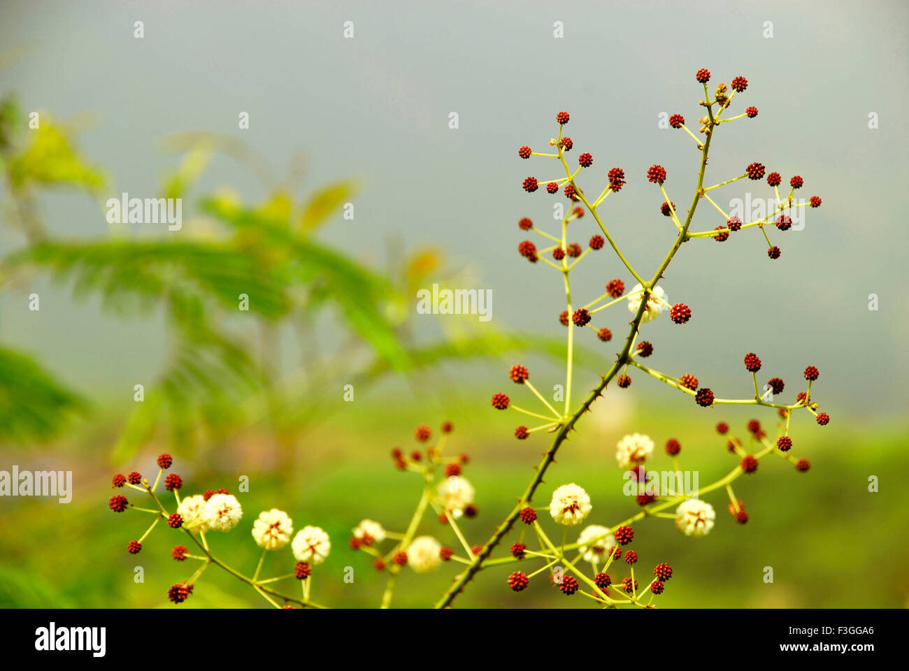 Spring flowers ; Bhoj Reservoir Lake ; Badlapur Gaon Lake ; Badlapur ...