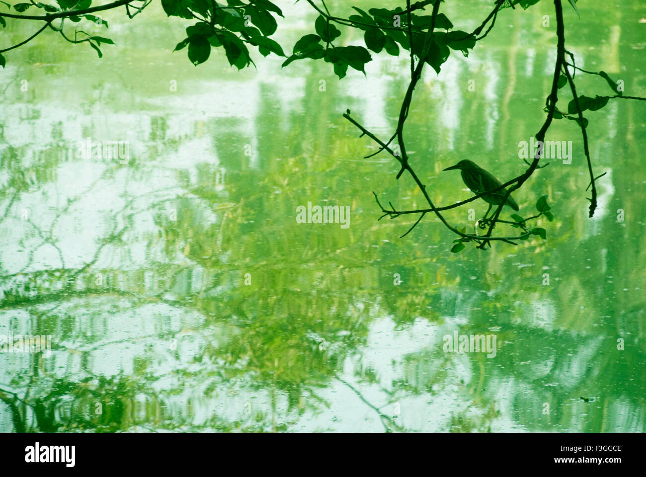 Grey Heron bird ; Bhoj Reservoir Lake ; Badlapur Gaon Lake ; Badlapur ...