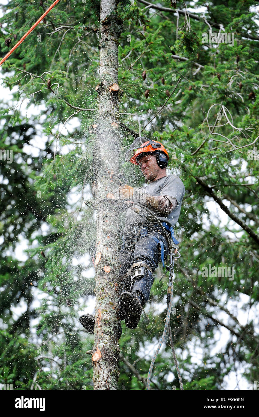 Tree feller hi-res stock photography and images - Alamy