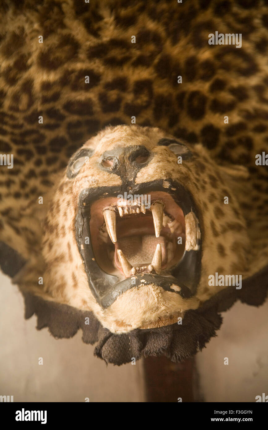Flesh eating animal hi-res stock photography and images - Alamy