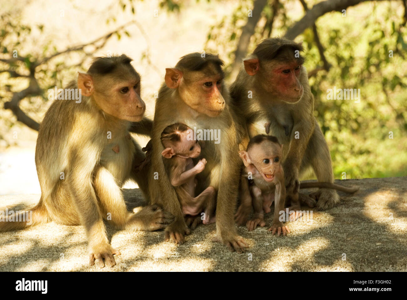 Rhesus monkey at Sanjay Gandhi national park ; Borivali ; Bombay now ...