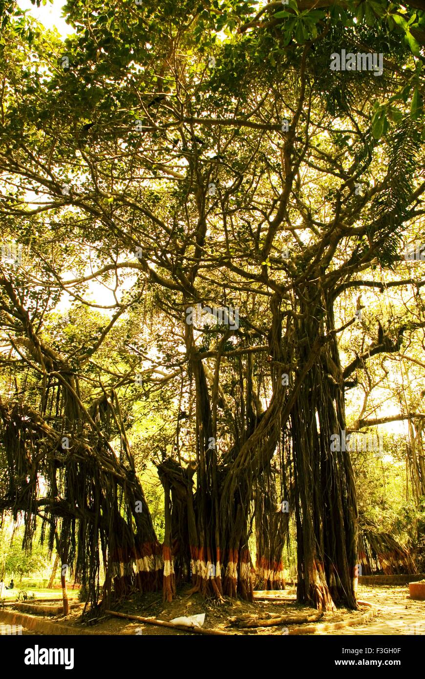 Roots of peepal tree hi-res stock photography and images - Alamy