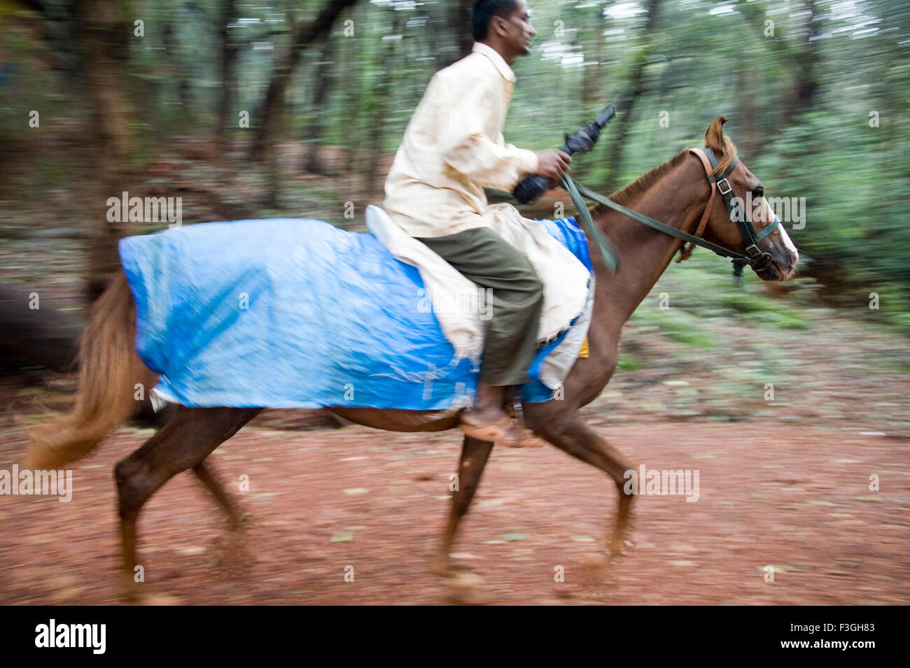 Man on horse riding running in forest road ; Matheran ; Maharashtra ...
