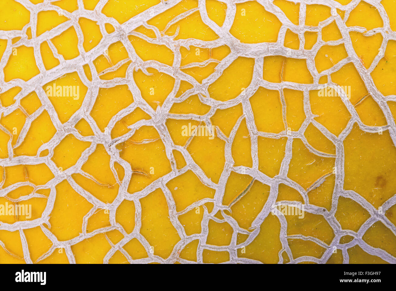 Yellow melon close up photo Stock Photo - Alamy
