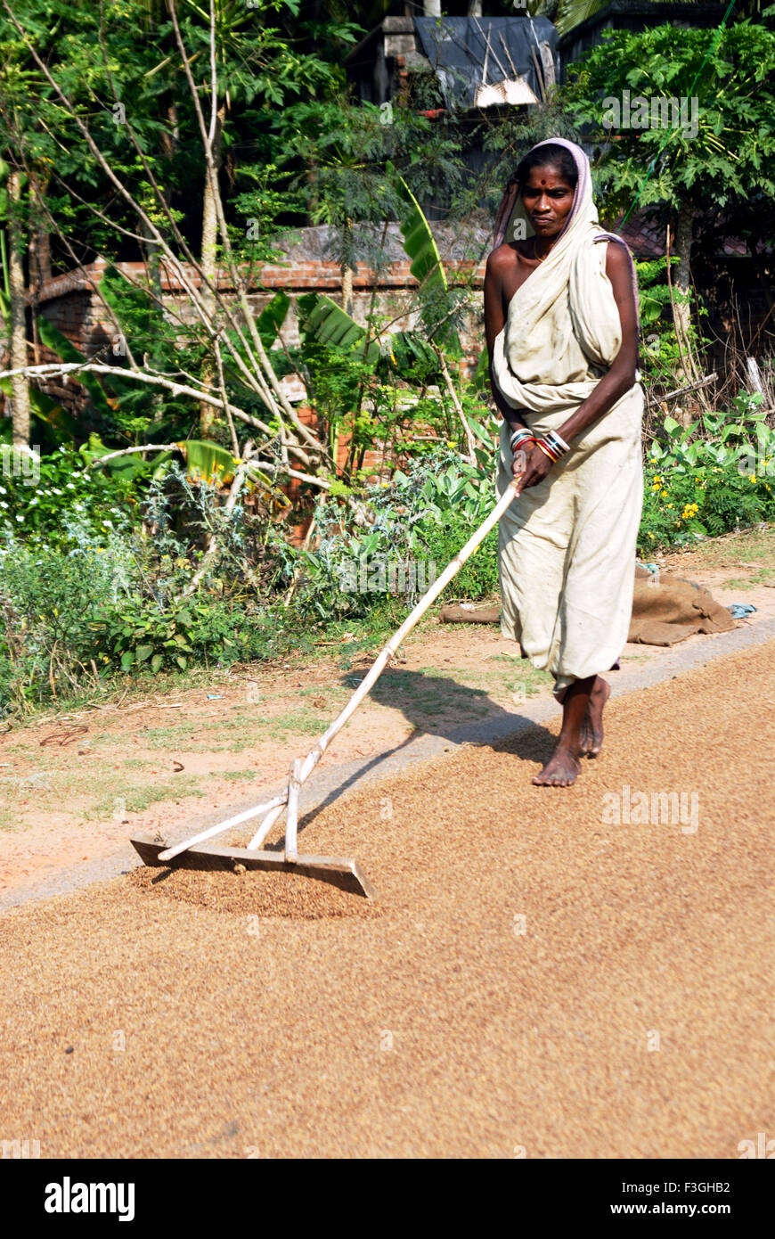 Women drying the rice on land ; Bhubaneswar ; Orissa ; India ; NO MR ...