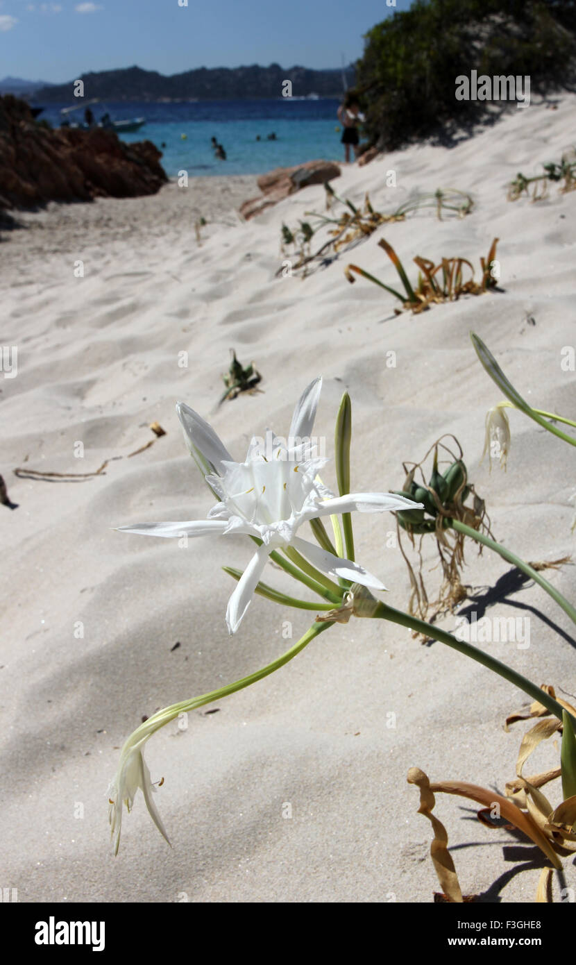 Sardinia beach flowers hi-res stock photography and images - Alamy