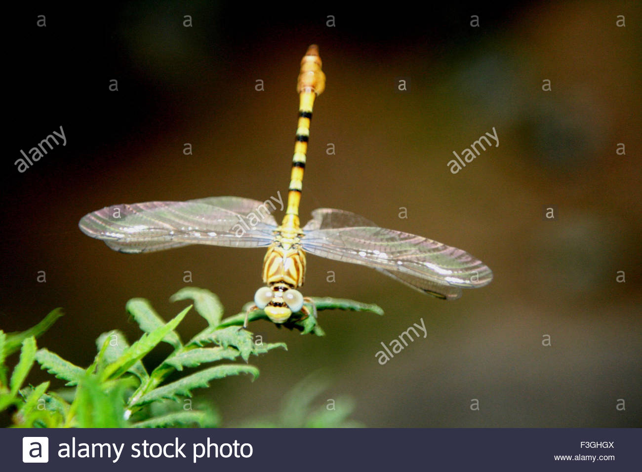 Long Tail Of Dragon High Resolution Stock Photography and Images - Alamy