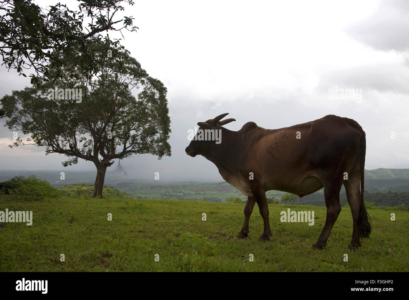 Bull standing on hill jummapatti matheran hi-res stock photography and ...