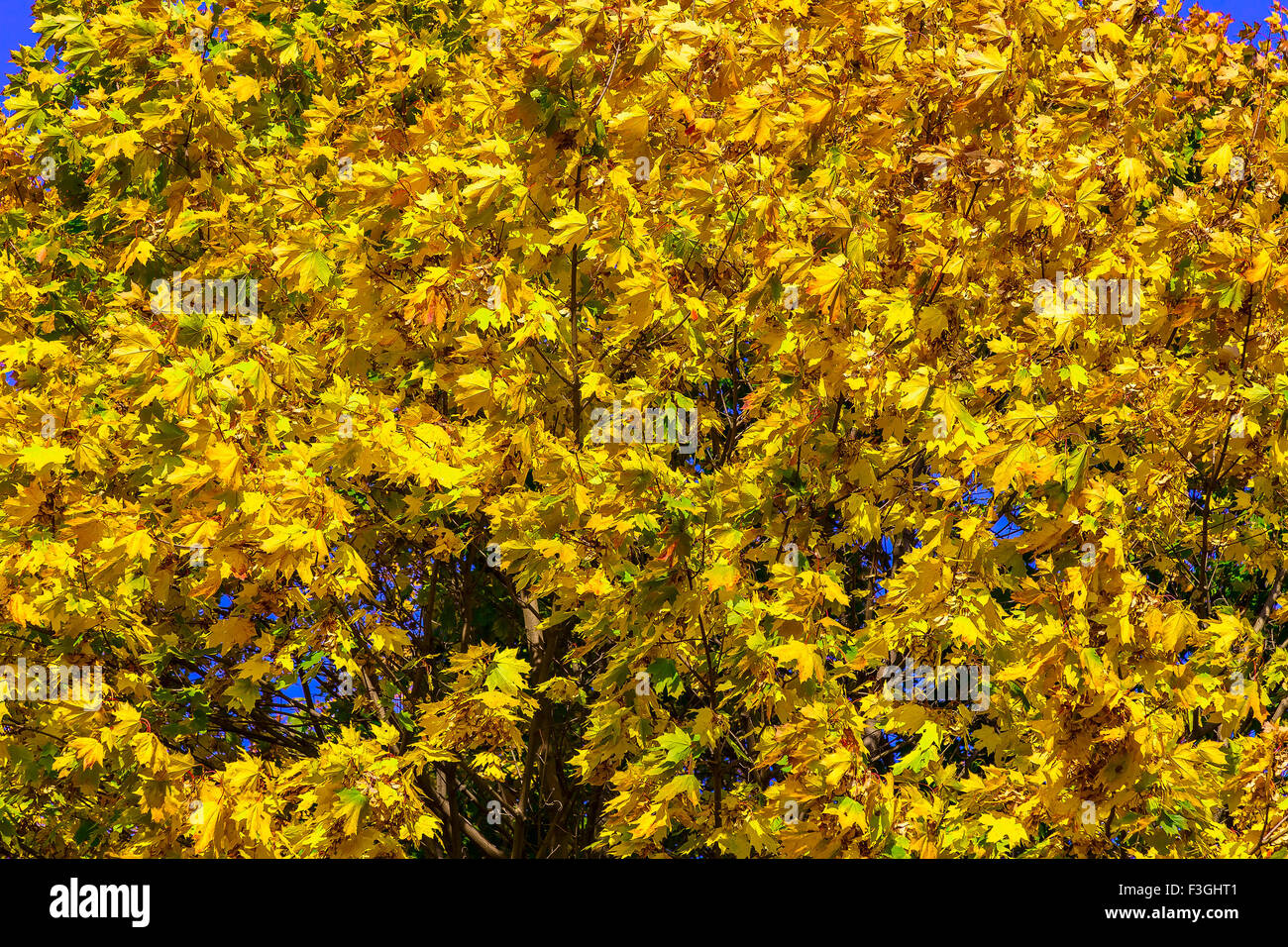 Thick Crown of a Tree Maple with a lot of Leaves of Yellow Color in ...