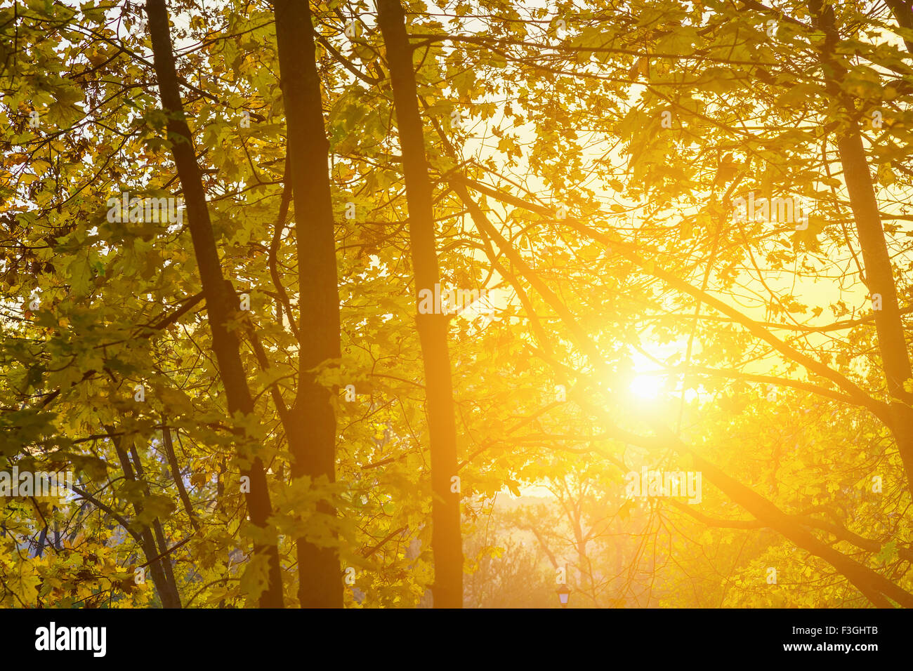 The Autumn Bright Sun Shining Through the Branches of a Maple Tree in ...