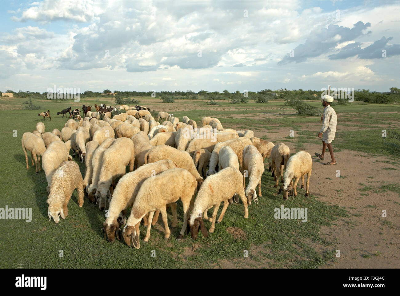 Sheep shepherd flock hi-res stock photography and images - Alamy