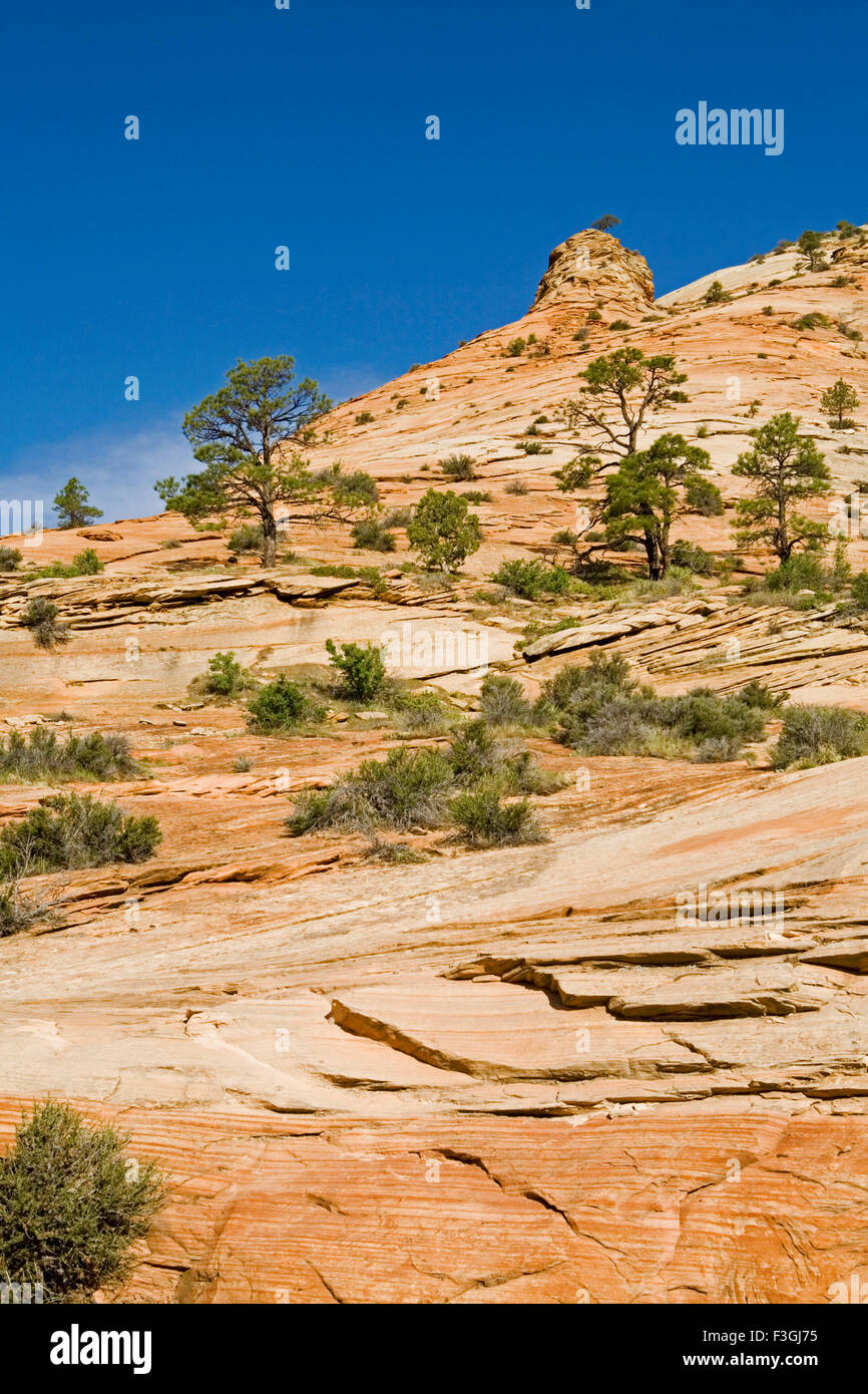 Continuous refinements on red cliffs with prominent at Zion canyon ...