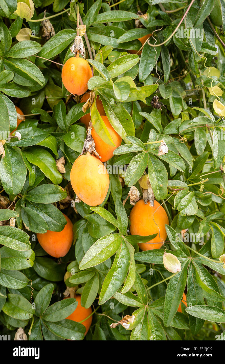 Egg shaped fruit hi-res stock photography and images - Alamy