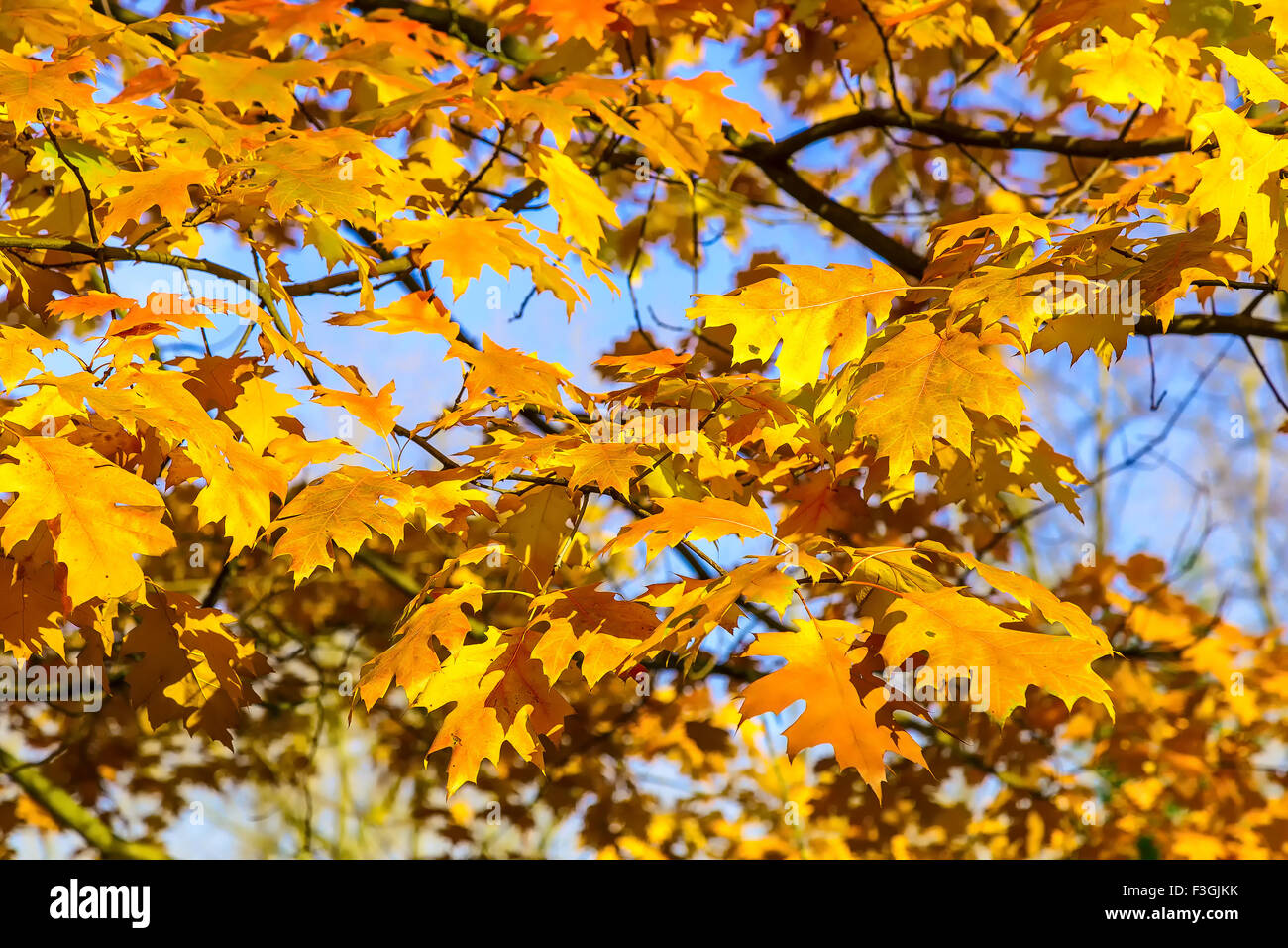 Yellow Oak Foliage in Autumn Season at Sunny Day Stock Photo - Alamy