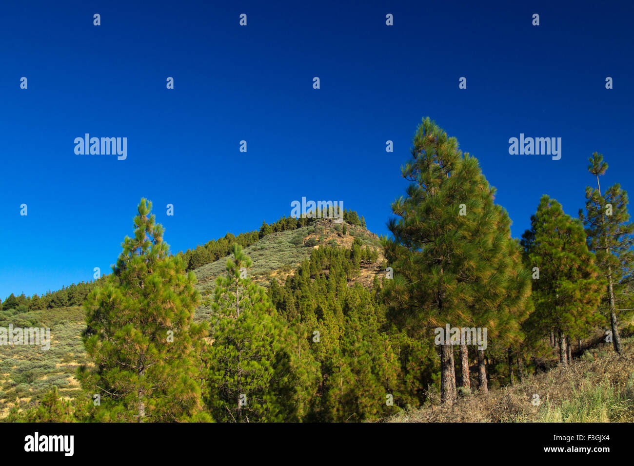 Gran Canaria, Caldera de Tejeda, canarian pine trees Stock Photo - Alamy