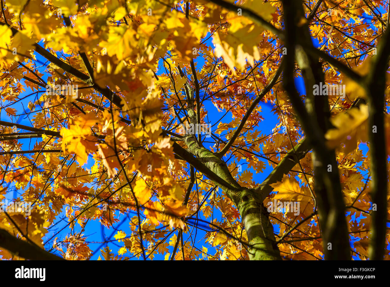 Oak Tree with Colorful Leaves in Sunlight Against Blue Sky Stock Photo ...