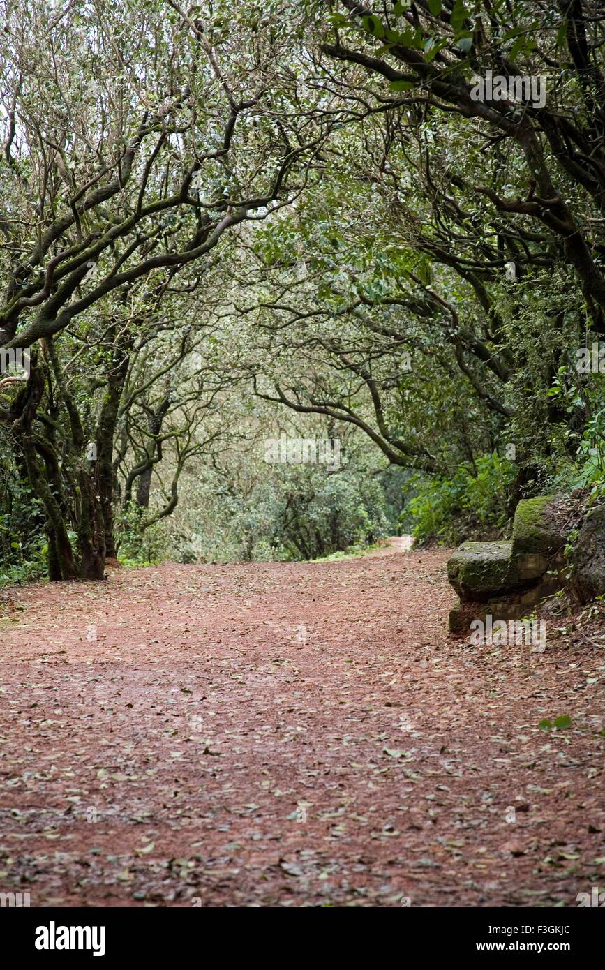 View of forest in Monsoon Season on Hill station ; Matheran ...
