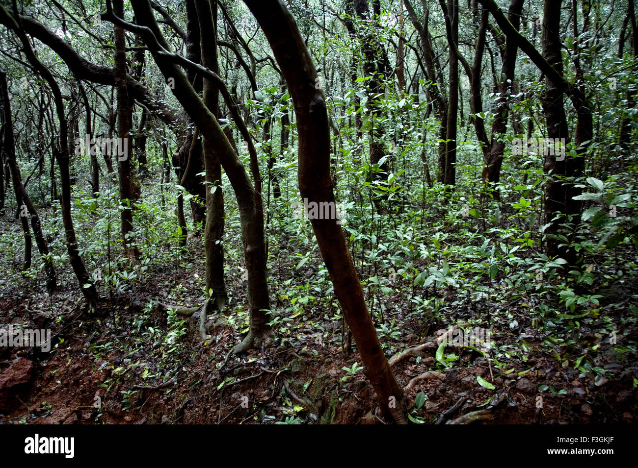 View of forest in Monsoon Season on Hill station ; Matheran ...