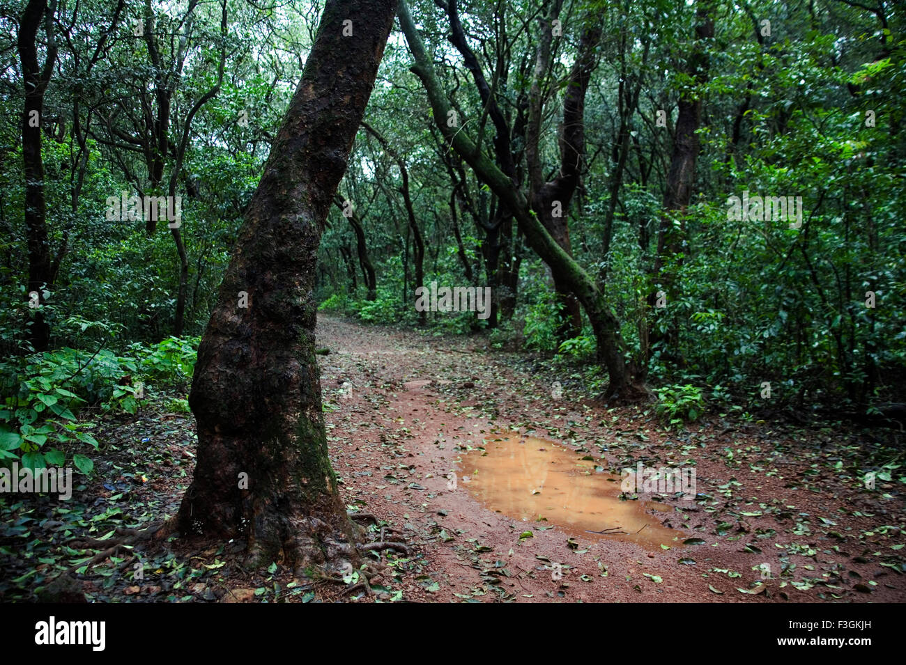 View of forest in Monsoon Season on Hill station ; Matheran ...