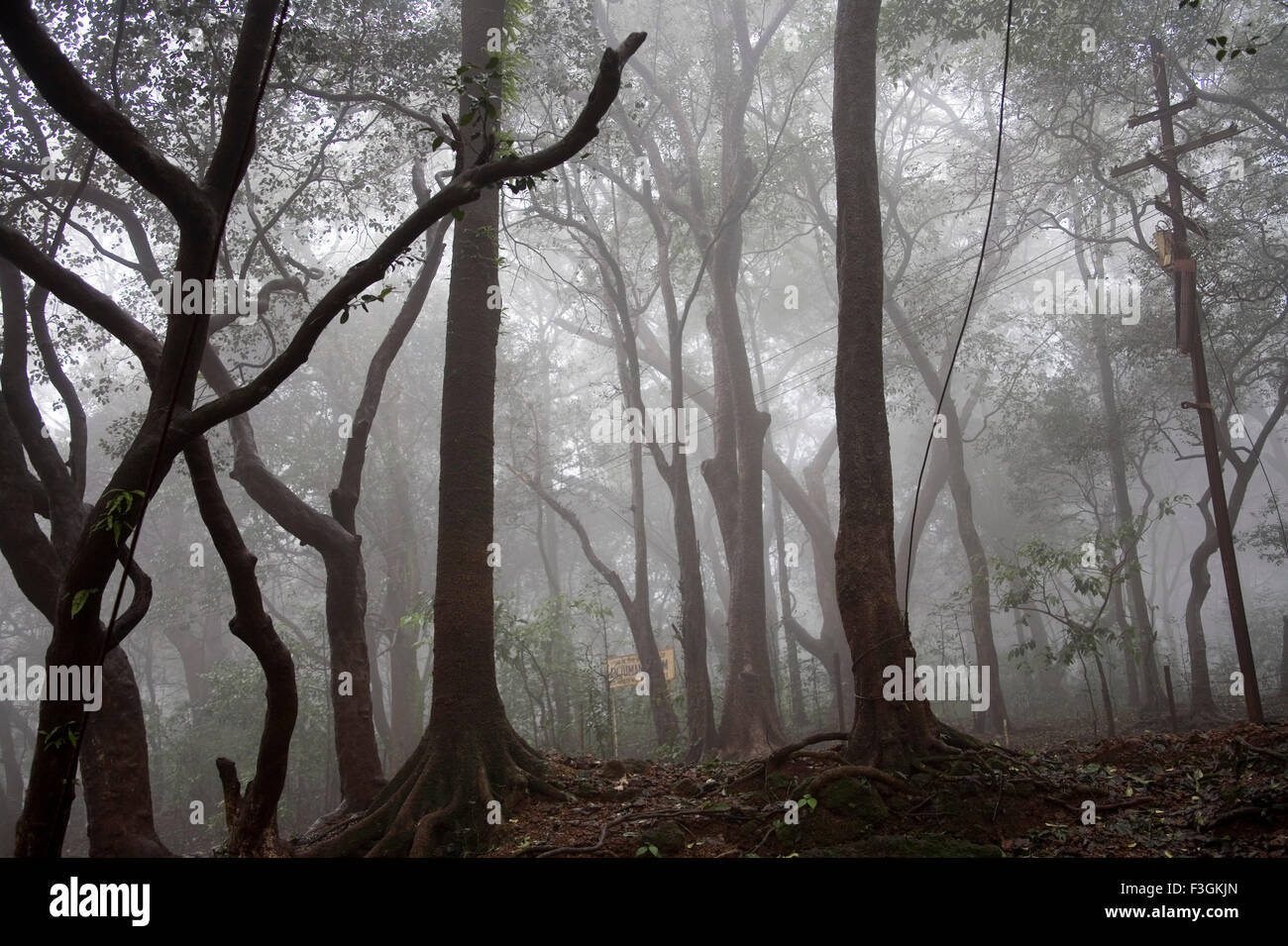 View of forest in Monsoon Season on Hill station ; Matheran ...