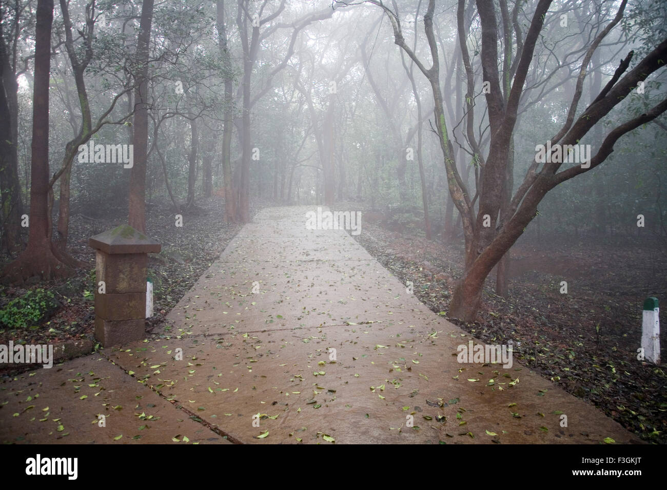 View of forest in Monsoon Season on Hill station ; Matheran ...