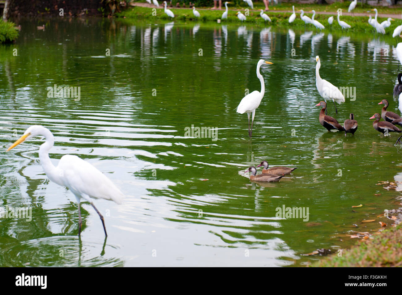 Outdoor herons hi-res stock photography and images - Alamy