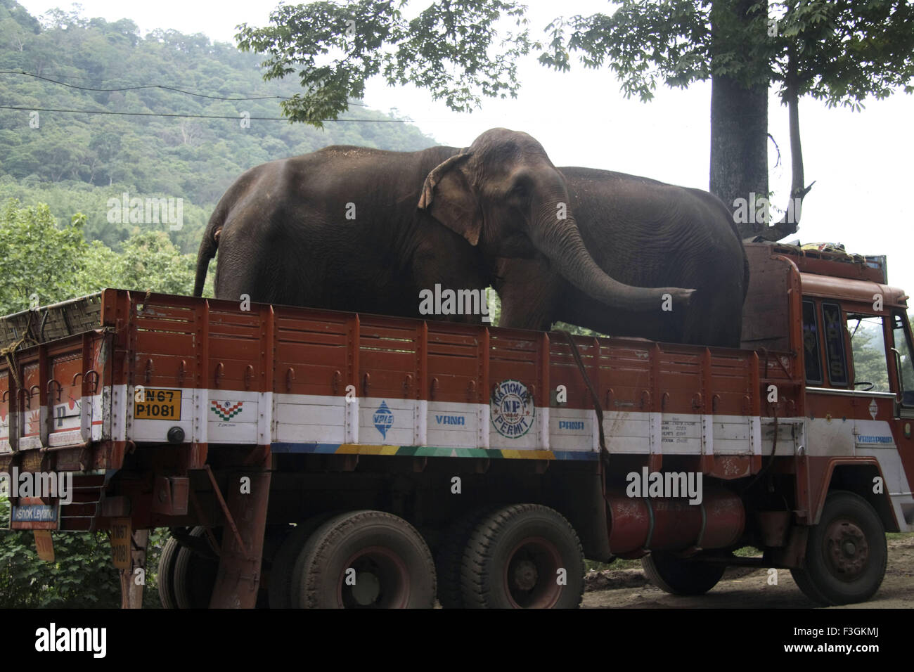 Elephants ; heavy duty cargo ; Thenmala ; Kerala ; India Stock Photo ...