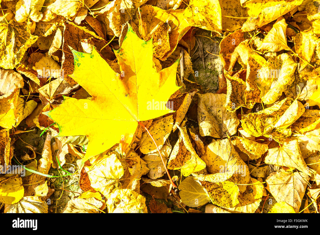 Bright Yellow Maple on Ground at Sunny Day Stock Photo - Alamy